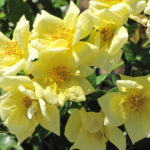 Flower Carpet Yellow Rose | Ship My Plants