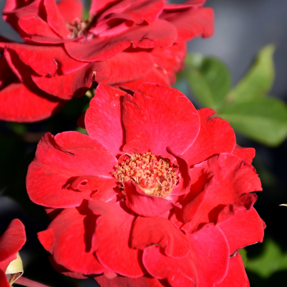 Como Park Rose - 2 Gallon Pot | Ship My Plants
