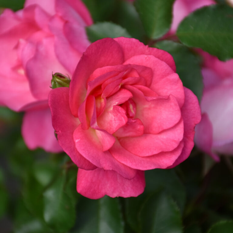 Sunrise Sunset Rose | Ship My Plants