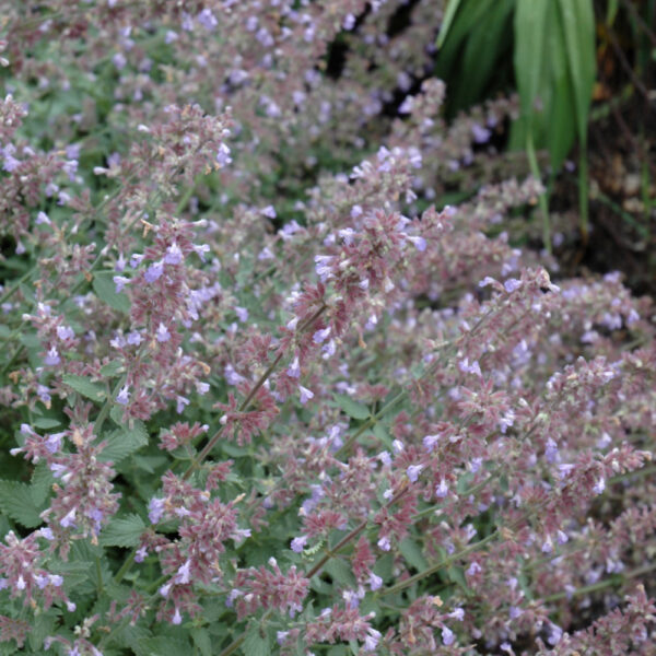 Cat's Meow Catmint | Ship My Plants