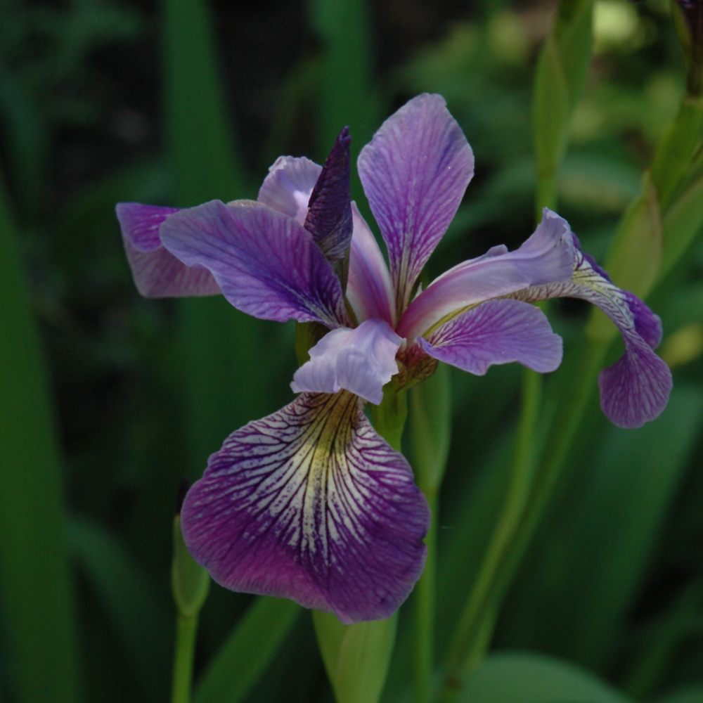Iris Archives | Ship My Plants