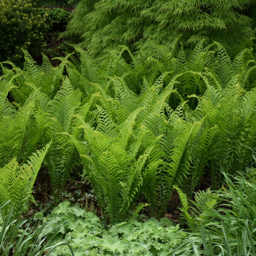 Matteuccia struthiopteris Ostrich Fern | Ship My Plants