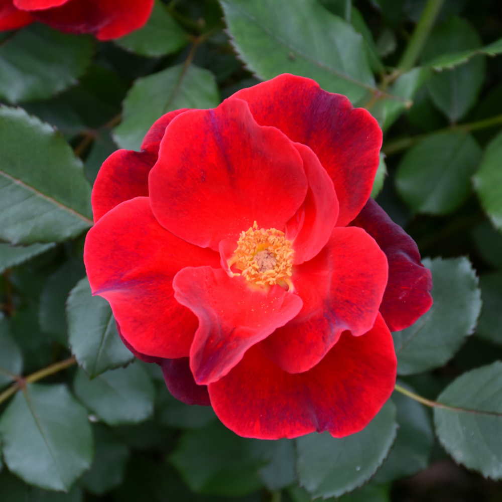 Rosa Miracle on the Hudson™ Rose | Ship My Plants