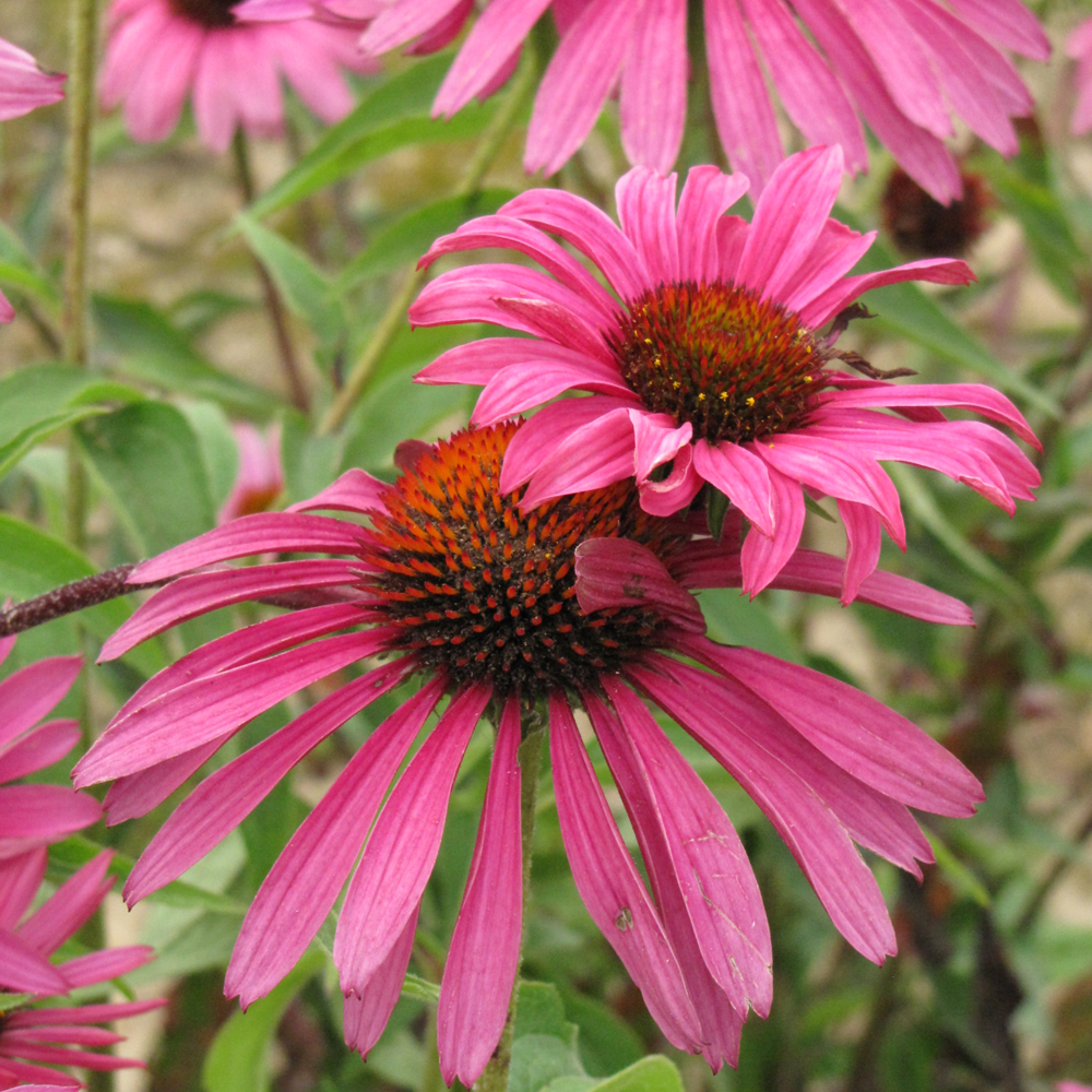 Coneflowers Perennials