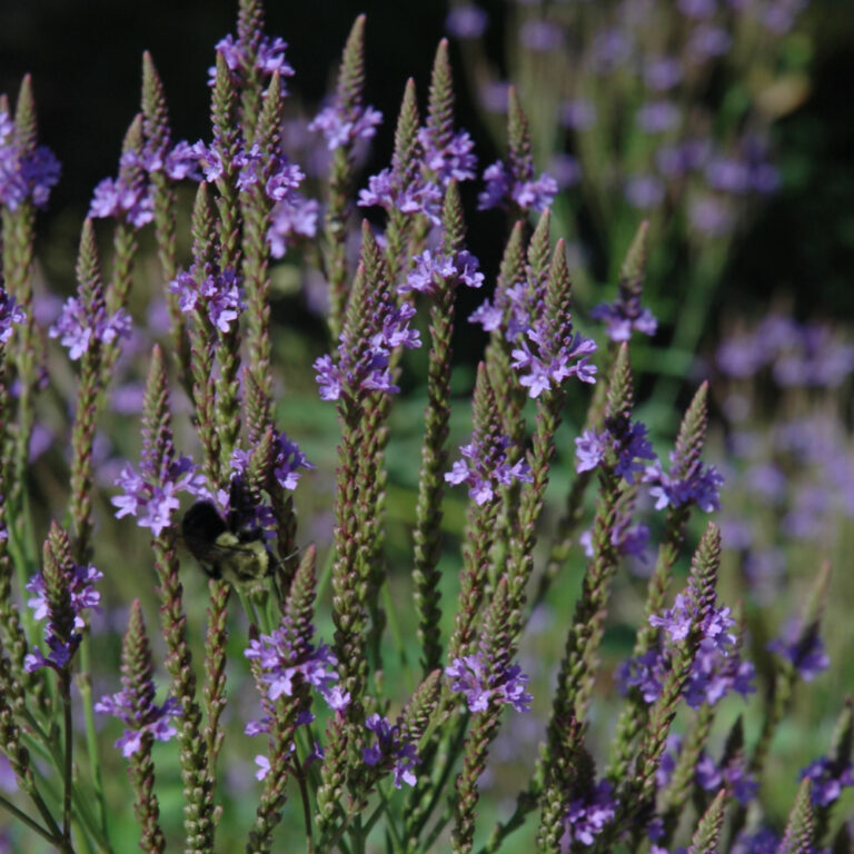 Blue Verbena | Ship My Plants