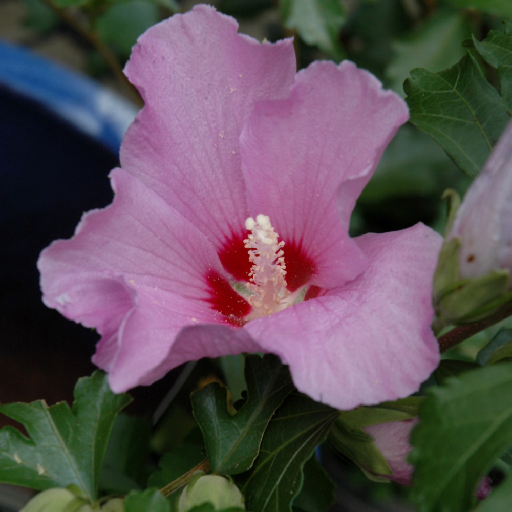 Violet Satin® Rose of Sharon | Ship My Plants