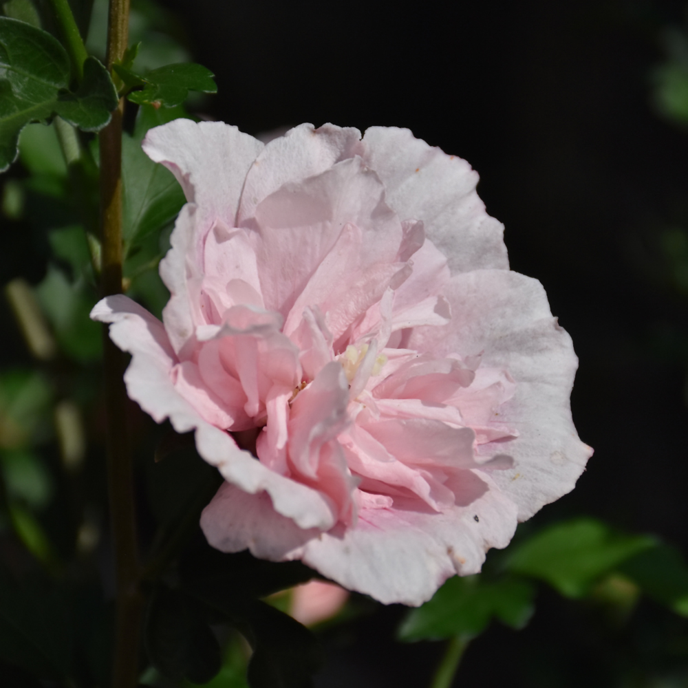 Pink Chiffon Rose of Sharon | Ship My Plants