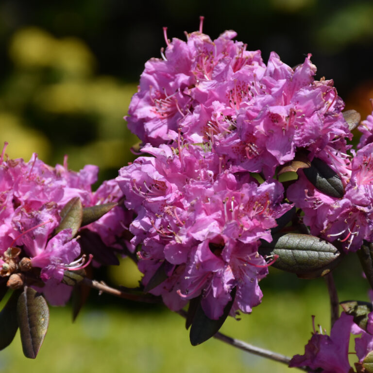 Rhododendron X Midnight Ruby Midnight Ruby Rhododendron | Ship My Plants