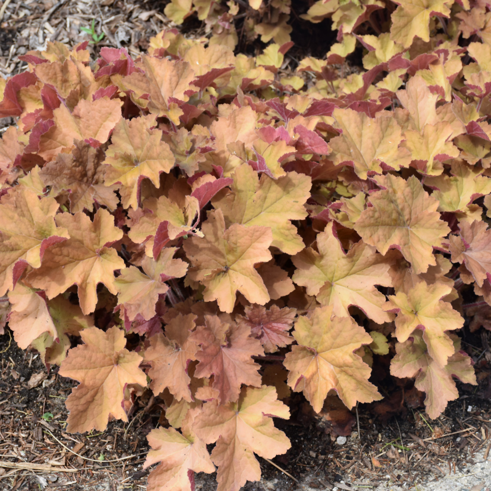 Caramel Coral Bells | Ship My Plants