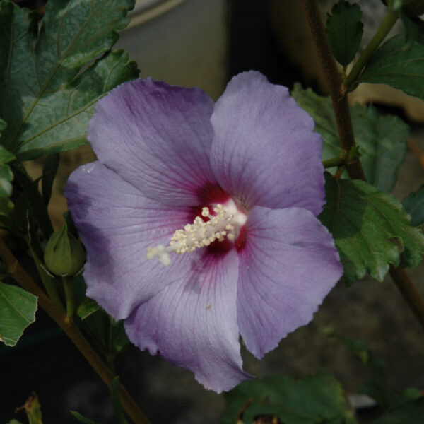 Azurri Blue Satin® Rose of Sharon | Ship My Plants