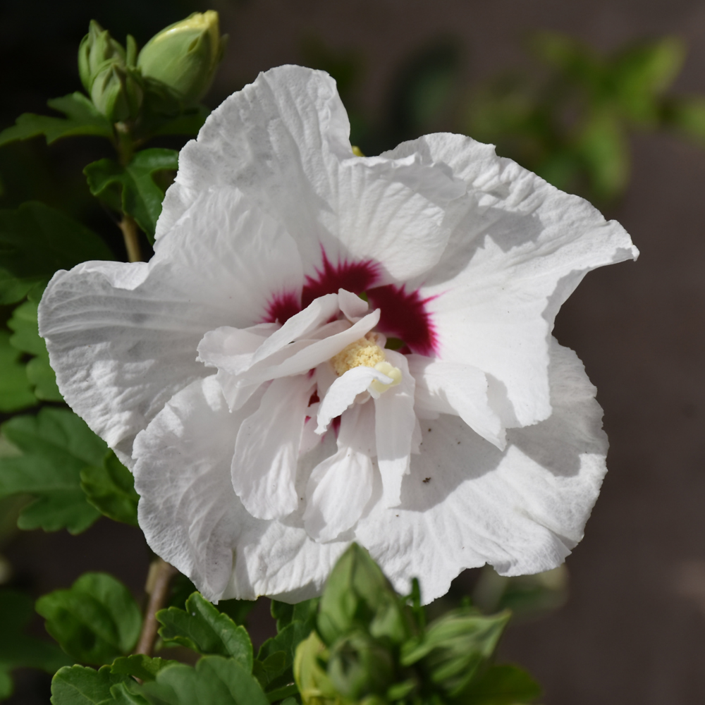 Bali™ Rose of Sharon | Ship My Plants