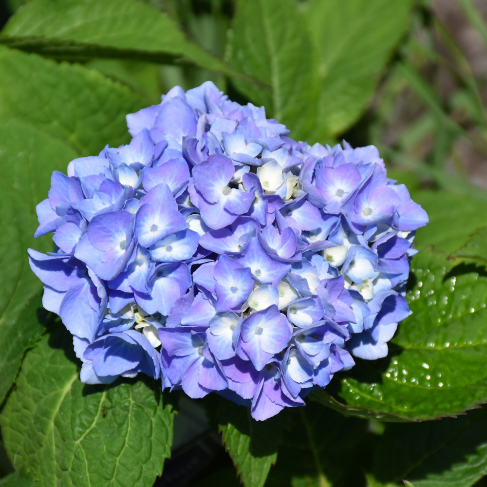 Hydrangea mac. Nantucket Blue Nantucket Blue Hydrangea | Ship My Plants