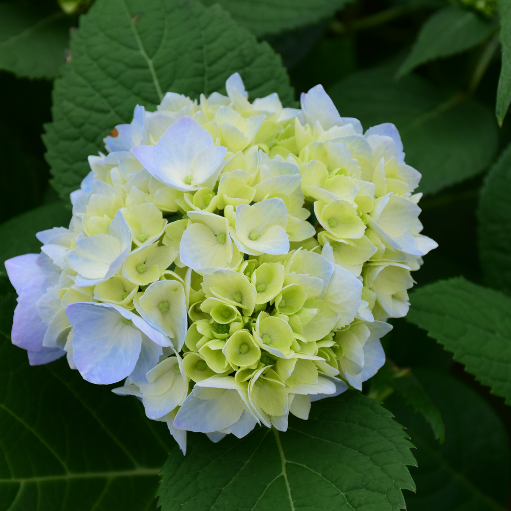Hydrangea mac. Nantucket Blue Nantucket Blue Hydrangea | Ship My Plants