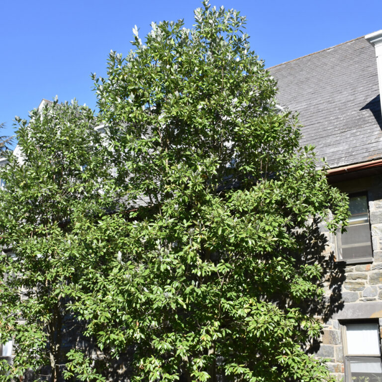 Moonglow Sweetbay Magnolia | Ship My Plants