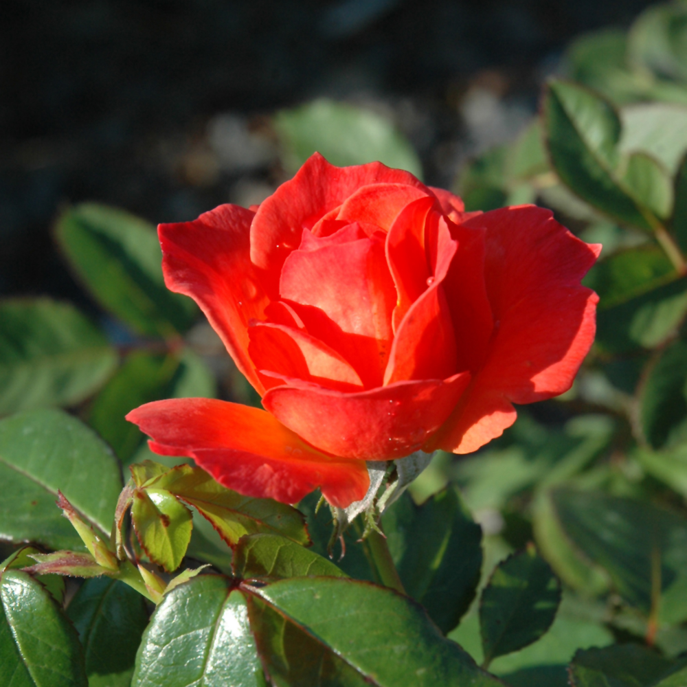 Rosa Easy-to-Love® Livin Easy™ Livin Easy™ Rose | Ship My Plants