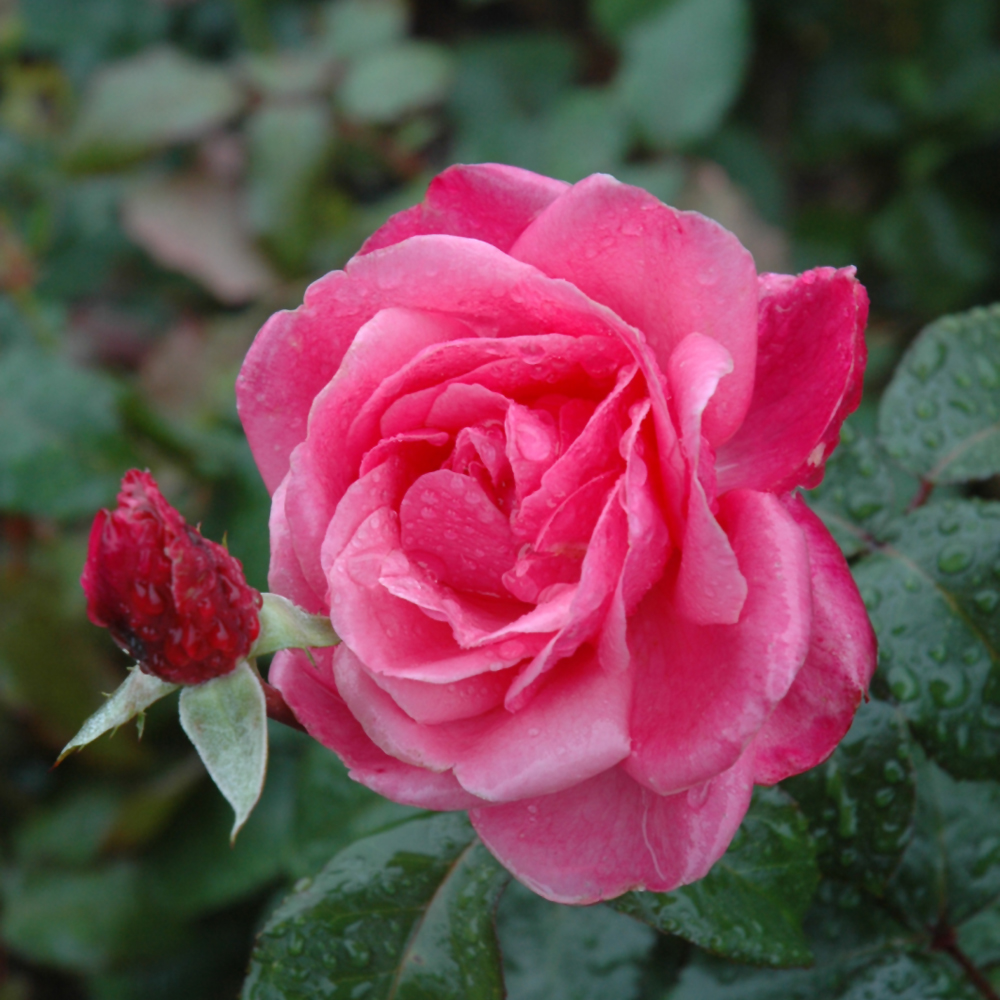 Grandma's Blessing Rose | Ship My Plants