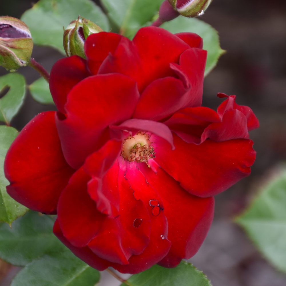 Nantucket Viburnum | Ship My Plants