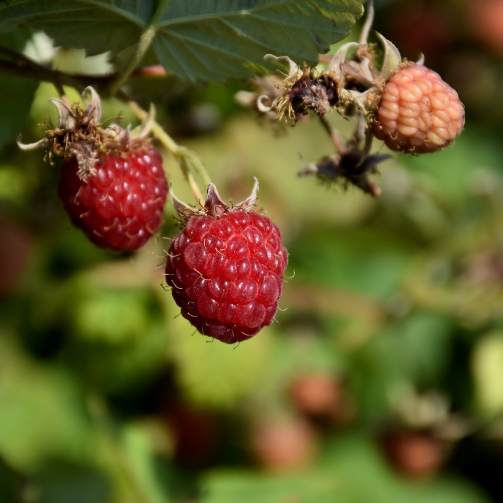 Caroline Raspberry - #2 Pot | Ship My Plants