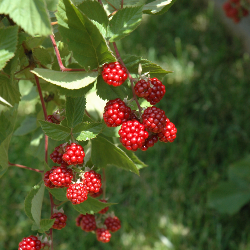 Heritage Raspberry | Ship My Plants
