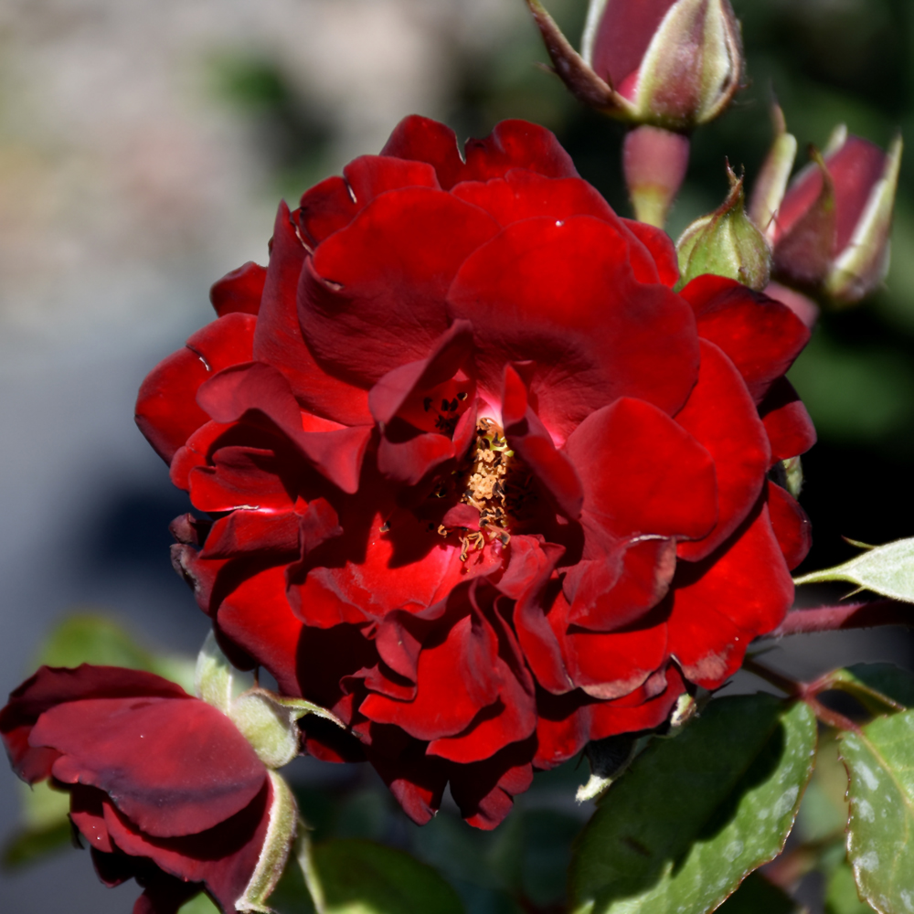 Nantucket Viburnum | Ship My Plants