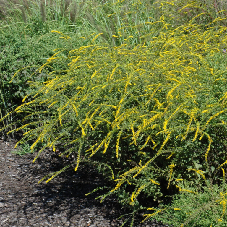 Fireworks Goldenrod | Ship My Plants