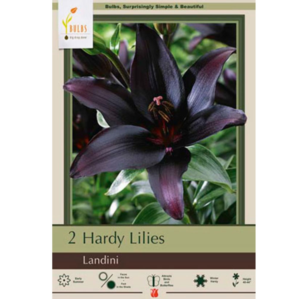 Netherland Bulb, Lily Lilium Landini | Ship My Plants
